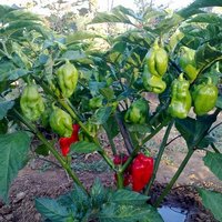 Nyúl vadasan - Blogkocsma