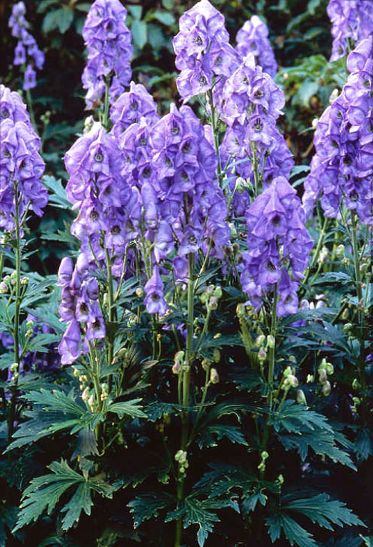 Aconitum - JungleKey.fr Image #50