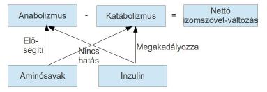 Étkezés edzés előtt és után - mit, mikor, miért - Emelj!