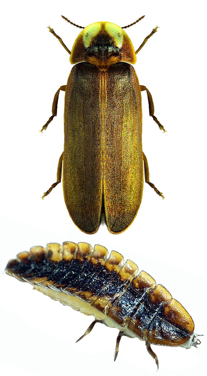 TŰZREPTŰ - Firefly - Lampyridae - Pitypangos - P. Gabriella képújsága