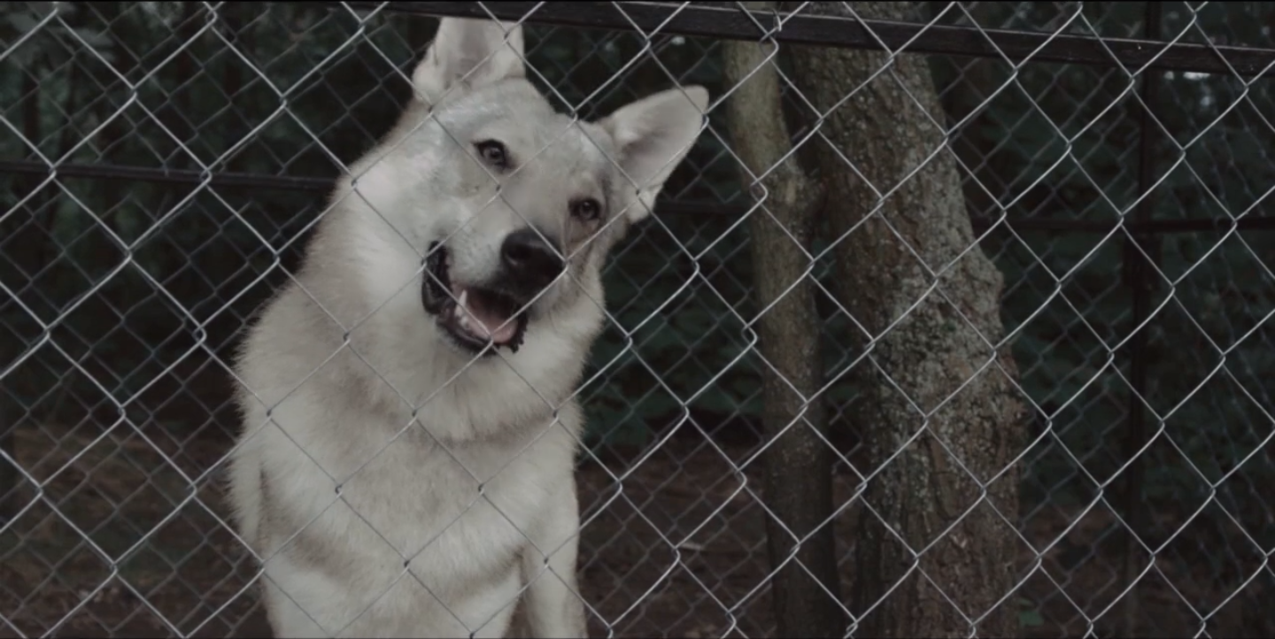 Fehér farkas és más történetek - Tóth Krisztina írásai filmeken ...