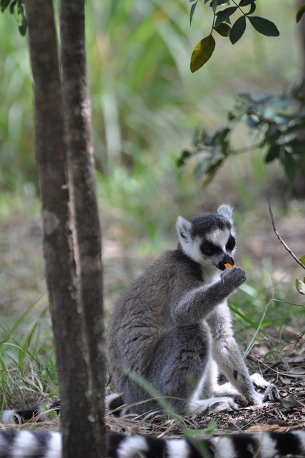 Makik és Sifakák - Tonga Soa! - Isten hozta Madagaszkáron!