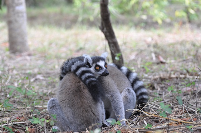 Makik és Sifakák - Tonga Soa! - Isten hozta Madagaszkáron!