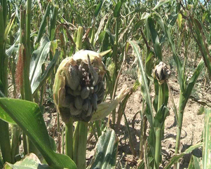 Üszög - A nap szava