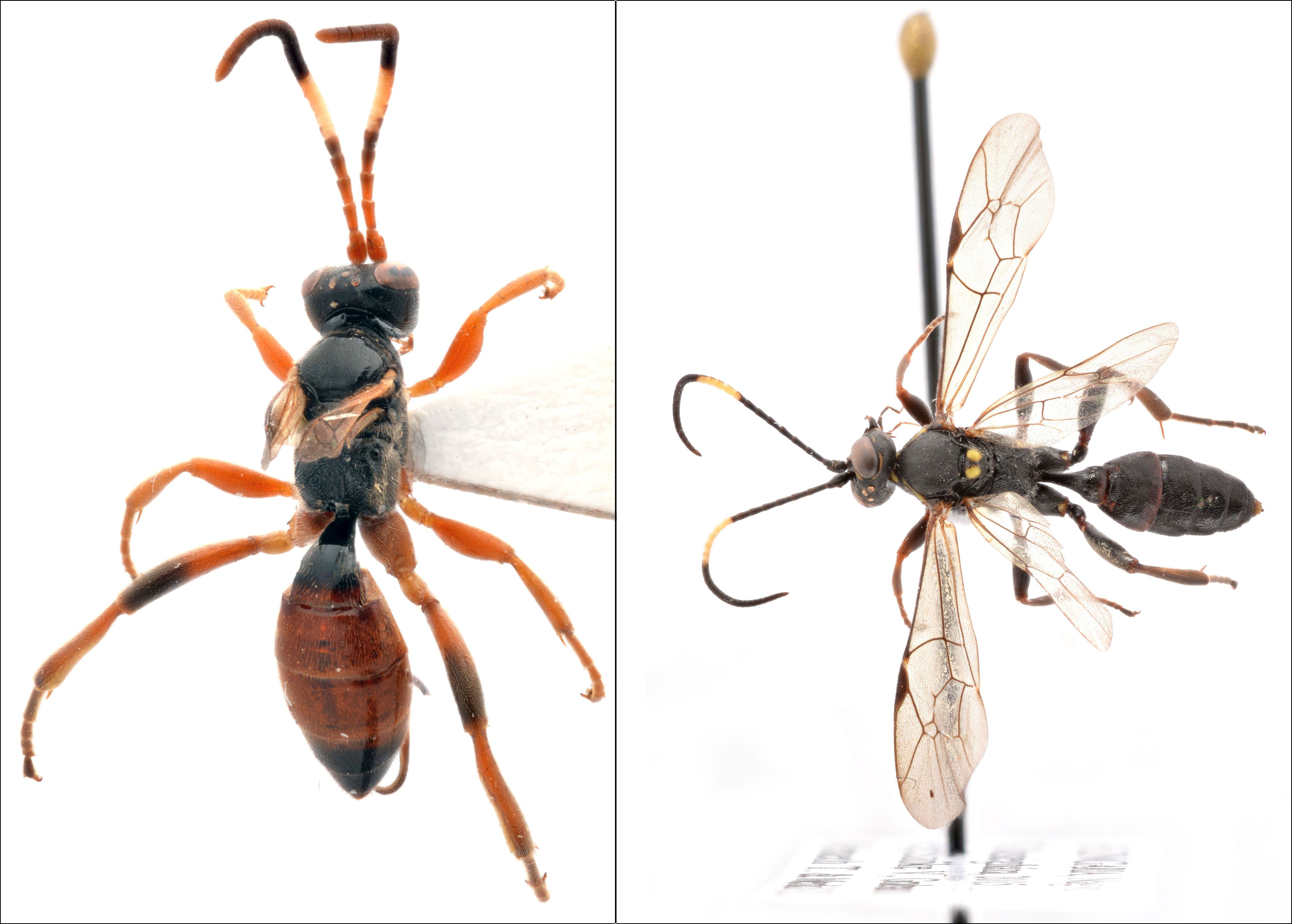 Tudományra új fürkészdarázs a Börzsönyből - MNMKK - Magyar ...