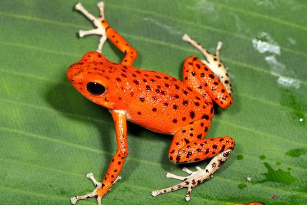 színes békák... - de ne csókolgasd! - Mindörökké Off