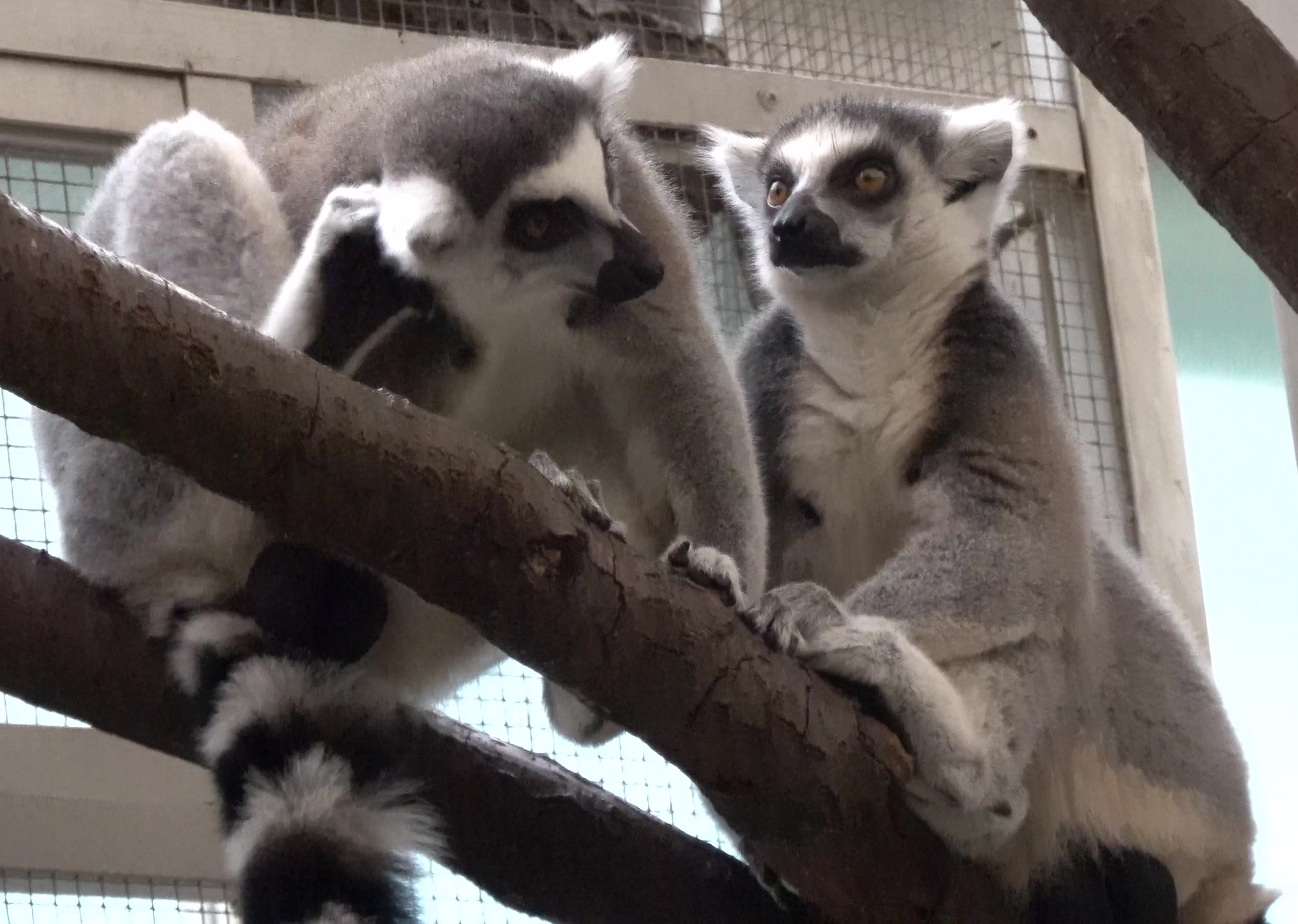 Video: Ma van a makik világnapja - Szabadnap!